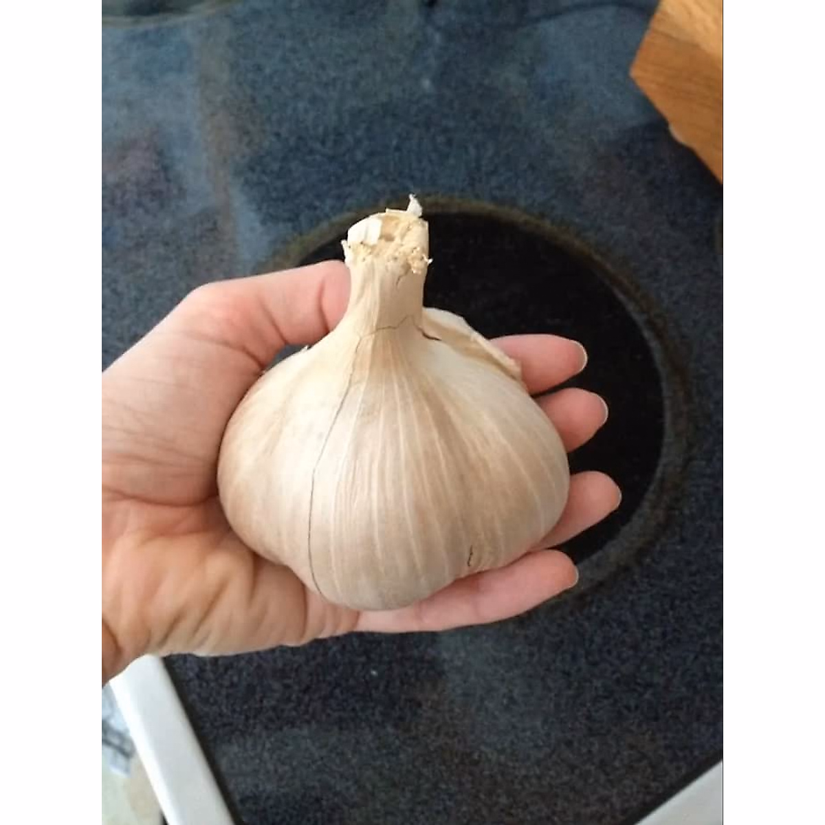 Elephant Garlic Tubers for Fall Planting Outdoors - 1 Pound Garlic - Planting Ornaments Perennial Garden Simple to Grow Pots