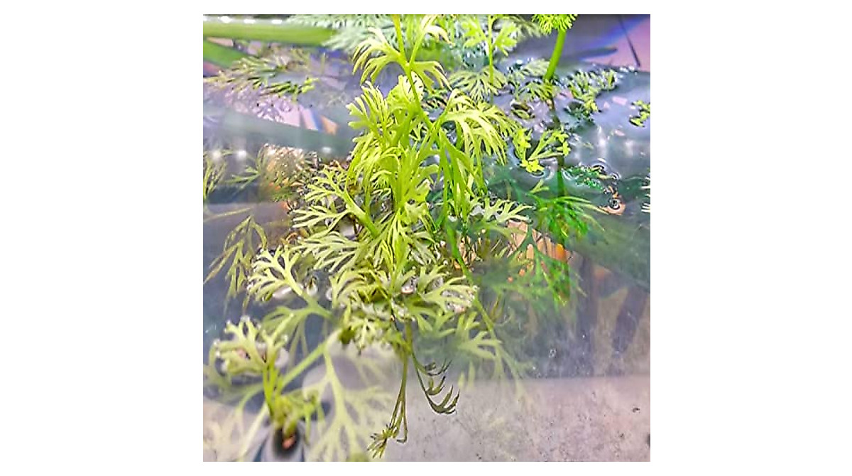 Water Sprite Aquarium Plant - Healthy Live Tropical Green Plant
