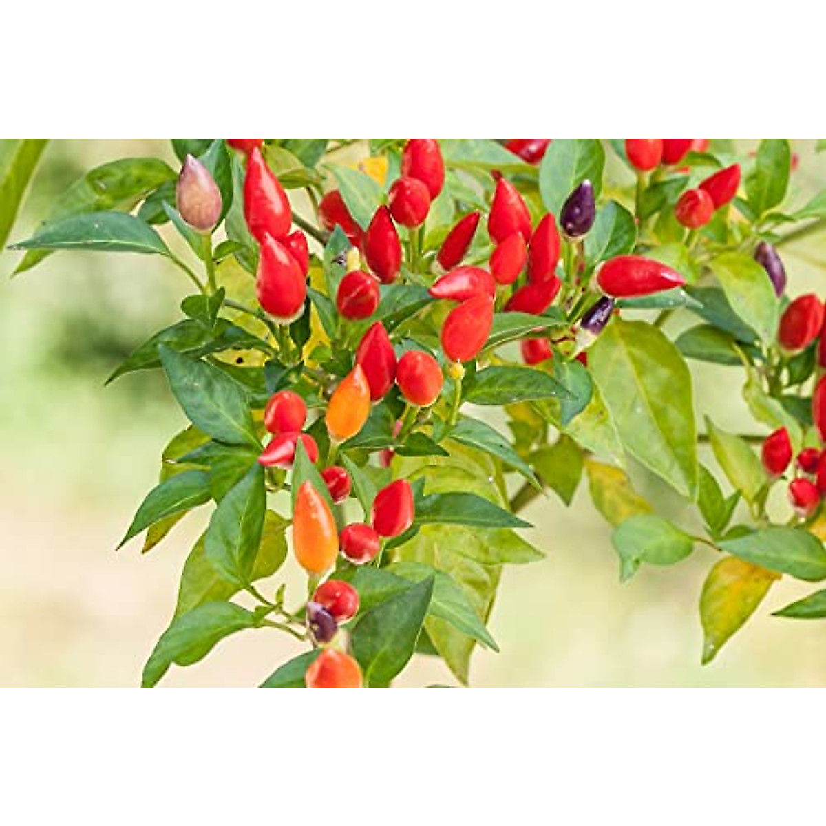 Zeoust Loife 200 Pcs Chile Pequin Pepper Seeds for Planting - Mini Tiny Chile Chili Peppers Non-GMO Seeds to Plant Home Garden (Chile Pequin Pepper)
