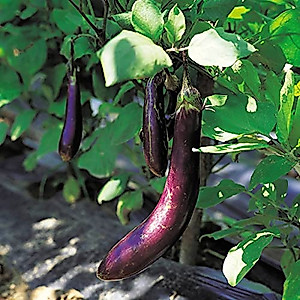 Gaea's Blessing Seeds - Eggplant Seeds - Long Purple Heirloom Non-GMO Seeds with Easy to Follow Planting Instructions - 91% Germination Rate Net Wt. 1.0g