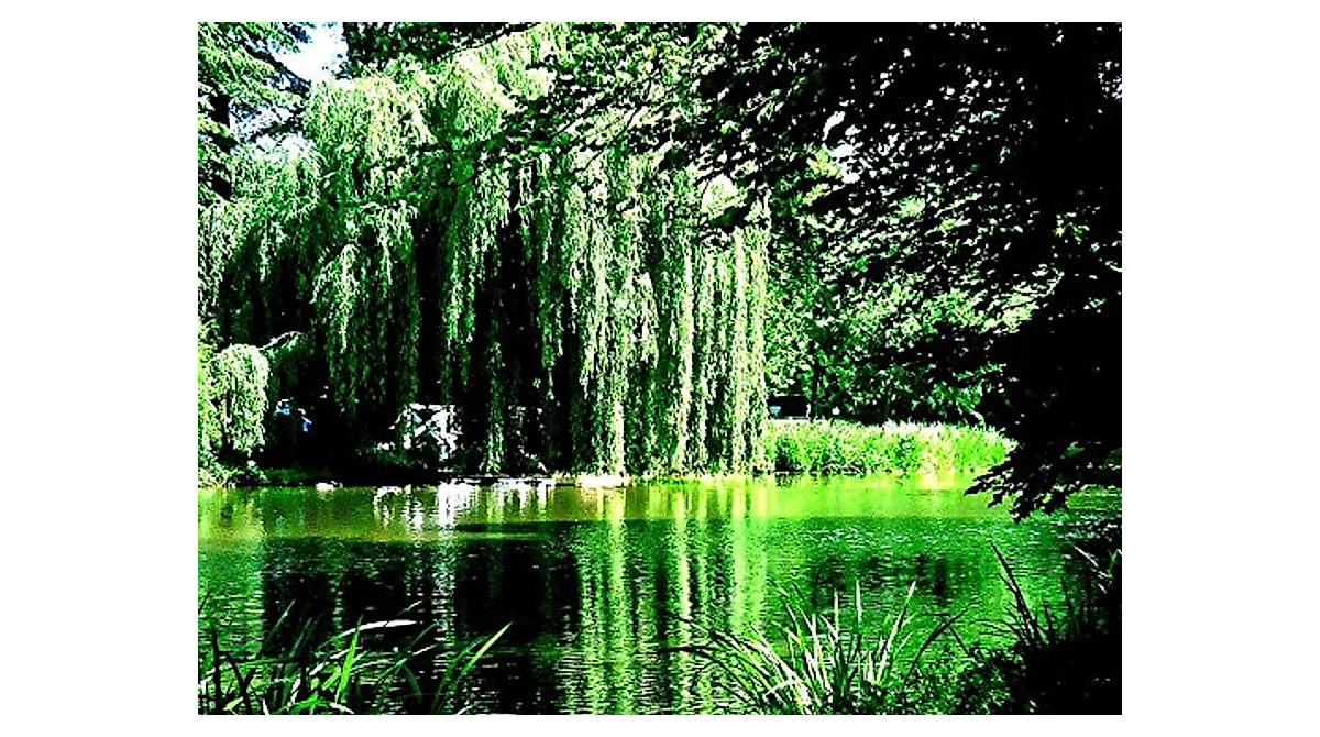Buy Fast Growing Willow Tree Bundle for Privacy & Landscape