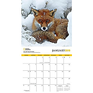 National Geographic Foxes 2019 Wall Calendar