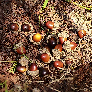 Udefineit 100PCS 3cm Artificial Mini Acorns, Fake Fruit Props Lifelike Oak Nut Plants Model Craft for Home Kitchen Table Decor, Thanksgiving Halloween Christmas Festival Decorative Ornaments (2 Pack)