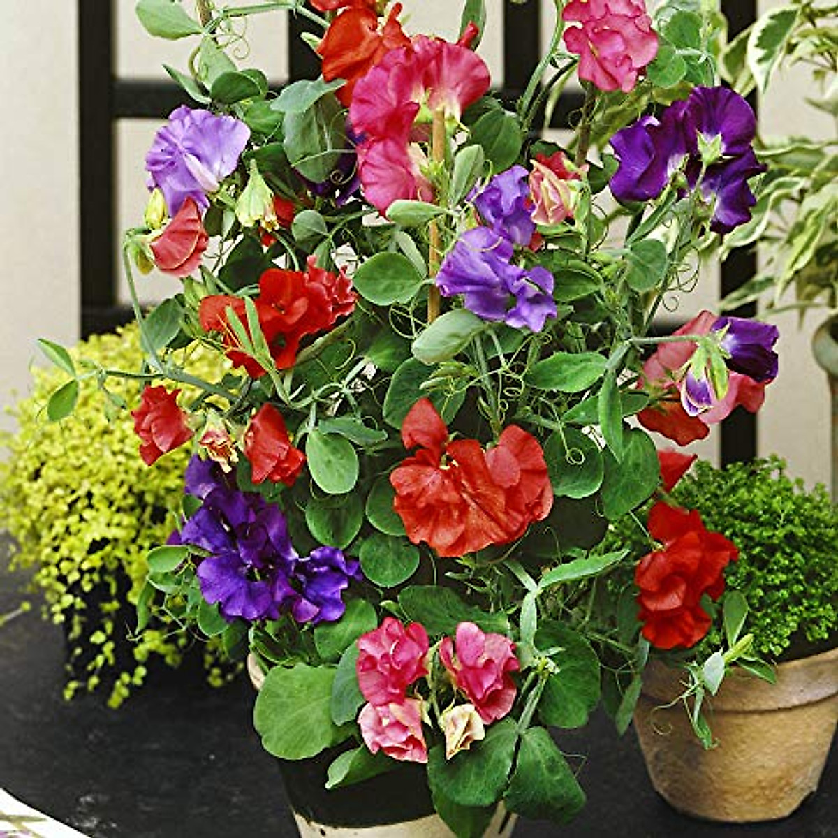 Outsidepride Fragrant Annual Lathyrus Odoratus Sweet Peas Royal Mix Climbing, Vining, Trailing Cut Flowers - 250 Seeds
