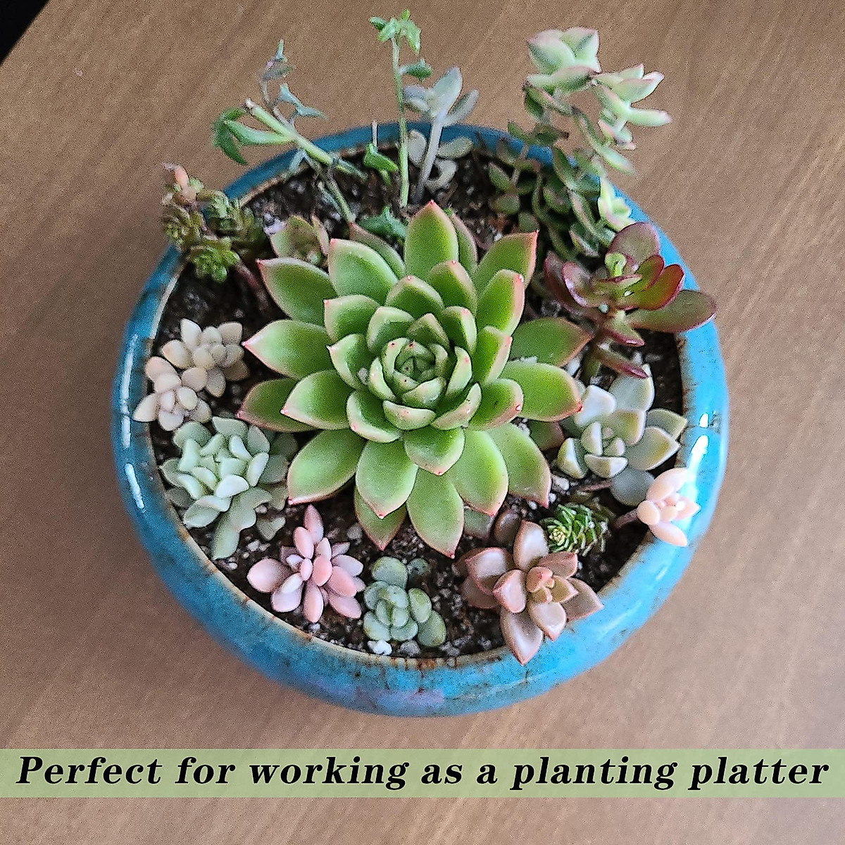 ARTKETTY Succulent Pots, 7.3 Inch Succulent Planter Pots with Drainage Pack of 2, Shallow Bonsai Pots with Tray Ceramic Pots for Indoor Plants Large Cactus Flower Plant Bowl