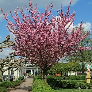 Japanese Flowering Cherry Blossom Bonsai Seeds, Sakura Bonsai Seeds - Fresh Exotic Rare Bonsai Seeds - (10 Seeds)