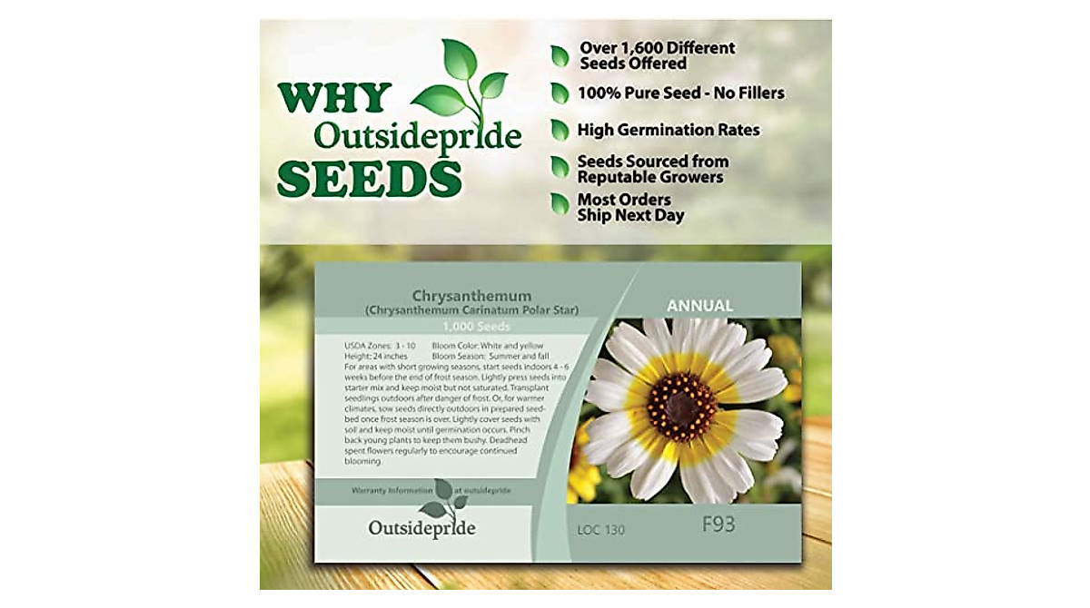 Outsidepride Chrysanthemum Polar Star Seeds - Vibrant Garden Flowers