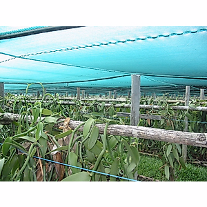 25 Tahitian Extract Grade B Vanilla Beans 4~6" by Vanilla Products USA