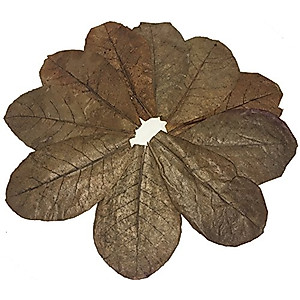 Awesome Aquatic Jumbo Betta/Shrimp Leaves 10 Premium Catappa Indian Almond Leaves Jumbo 7"-9" in Natural Habitat Tannin Producing Improves Immunity, Easy to USE…
