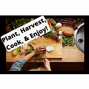 6 Grams 2500 Purple Top White Turnip Seeds for Planting Non-GMO Heirloom Vegetables Variety Seed Packet Instructions to Plant Home Vegetable Garden Great for Summer Fall & Winter Gardens B&KM Farms