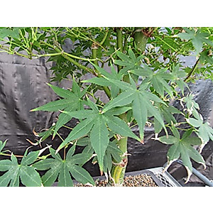 51 Year Old Golden Prosperity Japanese Maple Specimen Bonsai Tree