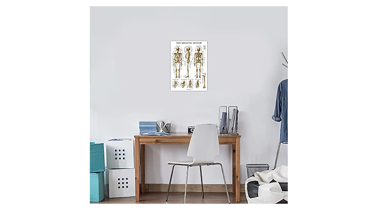 Palace Learning 3 Pack - Muscle + Skeleton + Anatomy & Injuries of the ...