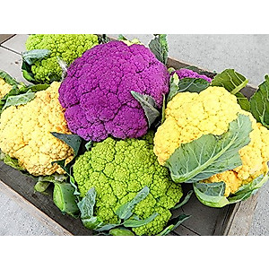 Please Read! This is A Mix!!! 50+ Cauliflower Mix Seeds Heirloom Non-GMO 4 Varieties Purple Green Yellow Delicious from USA