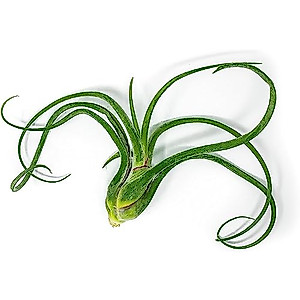 Octopus Air Plant, Caput Medusae Giant Air Plant (3PK), Tillandsia Air Plants Live Houseplants Bromeliad Terrarium Indoor Plants Live Plants Indoor House Plants for Air Plant Holder by Plants for Pets