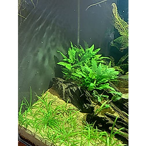 Marcus Fish Tanks - 10x Dwarf Sagittaria Subulata Live Aquarium Plant Dwarf Sag Freshwater Aquatic Carpeting Plant BUY2GET1FREE