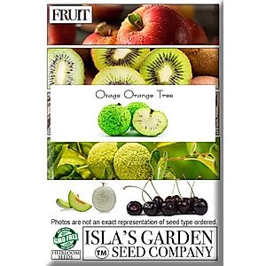 Osage Orange Tree, 30+ Premium Heirloom Seeds, Exotic & Rare, 60-80% Germination Rates, (Isla's Garden Seeds), Non GMO Seeds