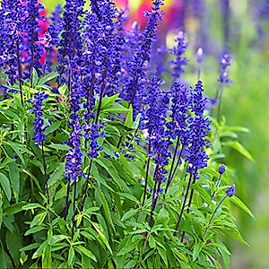 Blue Sage Seeds - 1 Pound - Blue Flower Seeds, Heirloom Seed Attracts Bees, Attracts Butterflies, Attracts Hummingbirds, Attracts Pollinators, Easy to Grow & Maintain, Fragrant, Container Garden