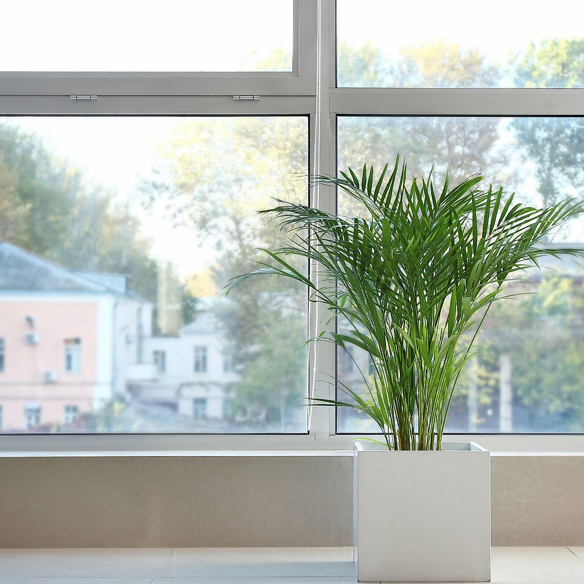 Palm Tree Potting Soil (8 Quarts), All Purpose Mix for Growing Indoor Palm Plants