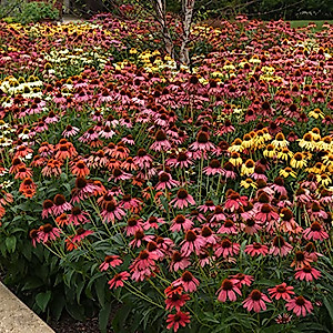 Outsidepride Echinacea Purpurea Purple Coneflower Cheyenne Spirit Garden Cut Flower Seed Mix - 20 Seeds