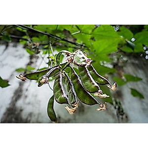 Jackson Wonder Lima Bush Bean Seeds for Planting, 50+ Heirloom Seeds Per Packet, (Isla's Garden Seeds), Non GMO Seeds, Botanical Name: Phaseolus lunatus, Great Home Garden Gift