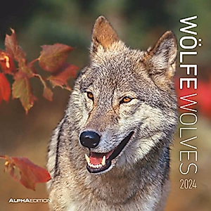 Wolves 2024 Brochure Calendar 30 x 30 cm (30 x 60 Open) Calendar with Space for Notes Wolves Picture Calendar Wall Planner Alpha Edition