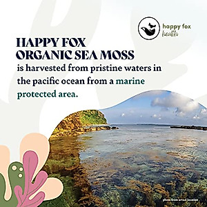 HAPPY FOX Sea Moss Raw Organic for Organic Seamoss Gel Makes 75oz of Dr Sebi Sea Moss Gel - Certified Non-GMO, Wildcrafted Organic Raw Sea Moss - 75 Days Supply of Seamoss Gel - 100 Gram Bag