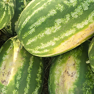 Watermelon-Congo (20 Seeds)