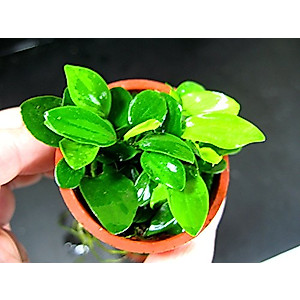 Anubias petite 25~35 leaves - Live aquaric plant fish tank(The plant pot excluded)No pesticides