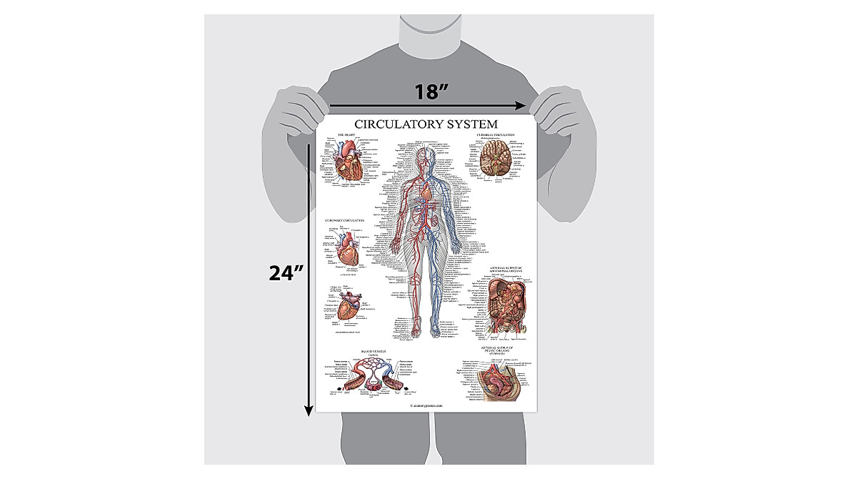 Palace Learning Circulatory System Anatomical Chart - Vascular Anatomy ...