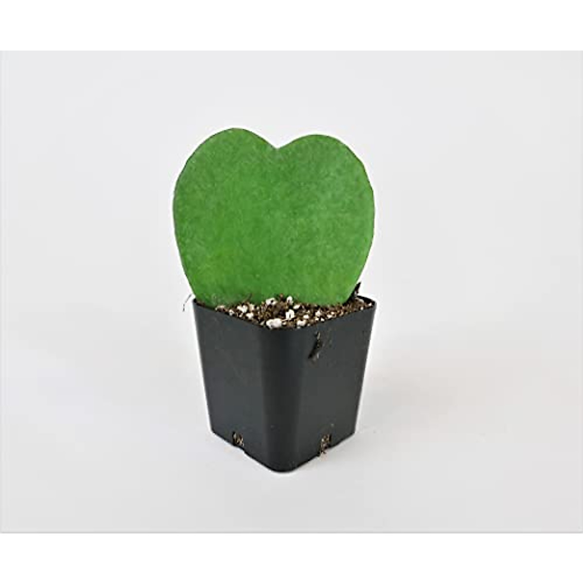 Athena's Garden Modern Black Pot with Polished River Rocks and Lichen. Live Heart-Shaped Hoya Plants Square, Green