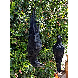 Dead Crow Scare Kit - 2 Dead Crow Bird Deterrents & Bird Distress Calls cd