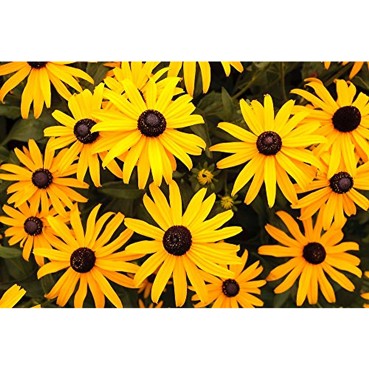 Brown-Eyed Susan Flower Seeds for Planting, 3000+ Seeds Per Packet, (Isla's Garden Seeds), Non GMO & Heirloom Seeds, Scientific Name: Rudbeckia triloba, Great Home Flower Garden Gift
