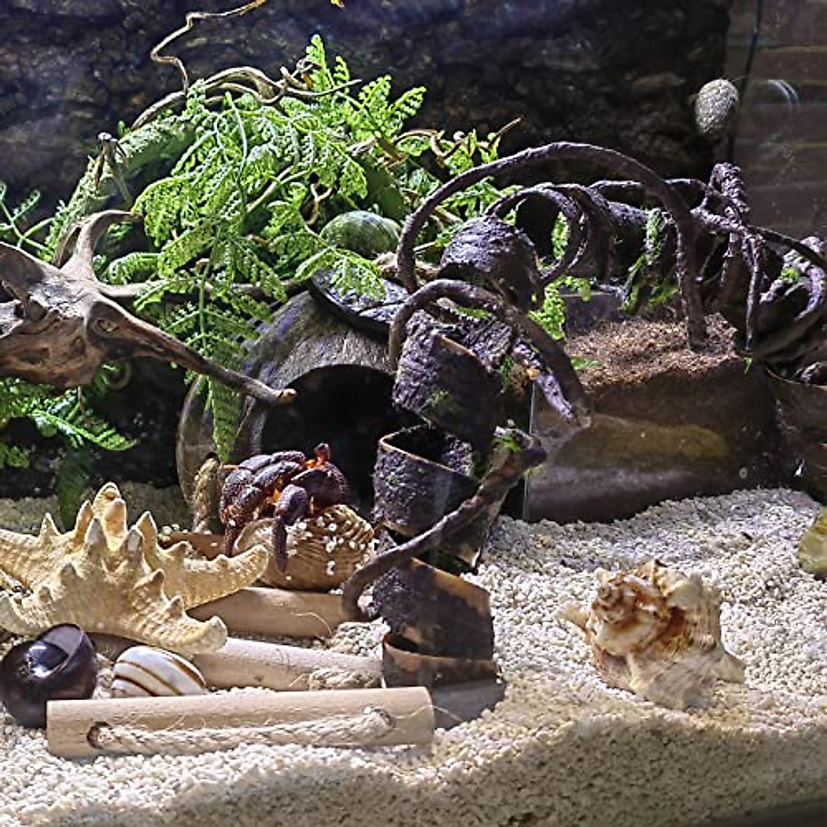 BNOSDM Reptile Vines Plants Flexible Jungle Climbing Vine Natural Moss Rope Jungle Decor for Bearded Dragons Lizards Snake Chameleon Geckos