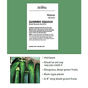 Burpee Black Beauty Zucchini Summer Squash Seeds 100 seeds