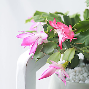 Christmas Cactus Thanksgiving Cactus (4-inch Plastic Pot) - Cactus Plants Live, Hand Selected, Rare Varieties for Gift or Home Decoration - Unique Collection of Live Cactus, Succulents, Indoor Plants