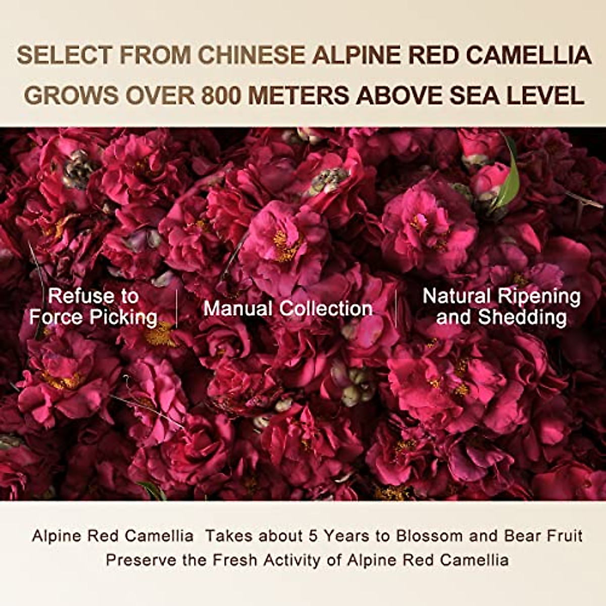 Forest Cabin Camellia Repair Essence Oil for Face, Anti Aging Serum, Promote Cell Autophagy Serum for Fine Lines and Wrinkles, 30ml