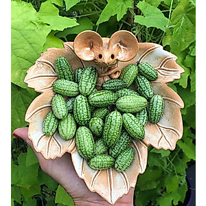 70pcs Cucamelon Seeds - Mexican Sour Gherkin Mini Thumb Watermelon Vegetable - Easy Planting Tips for Home Gardeners