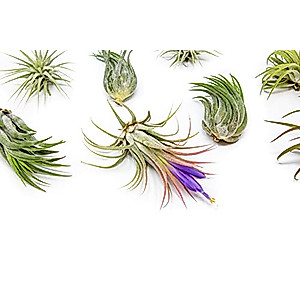 12 Pack Assorted Ionantha Air Plants - Wholesale and Bulk - Succulents - Live Tillandsia - Easy Care Indoor and Outdoor House Plants
