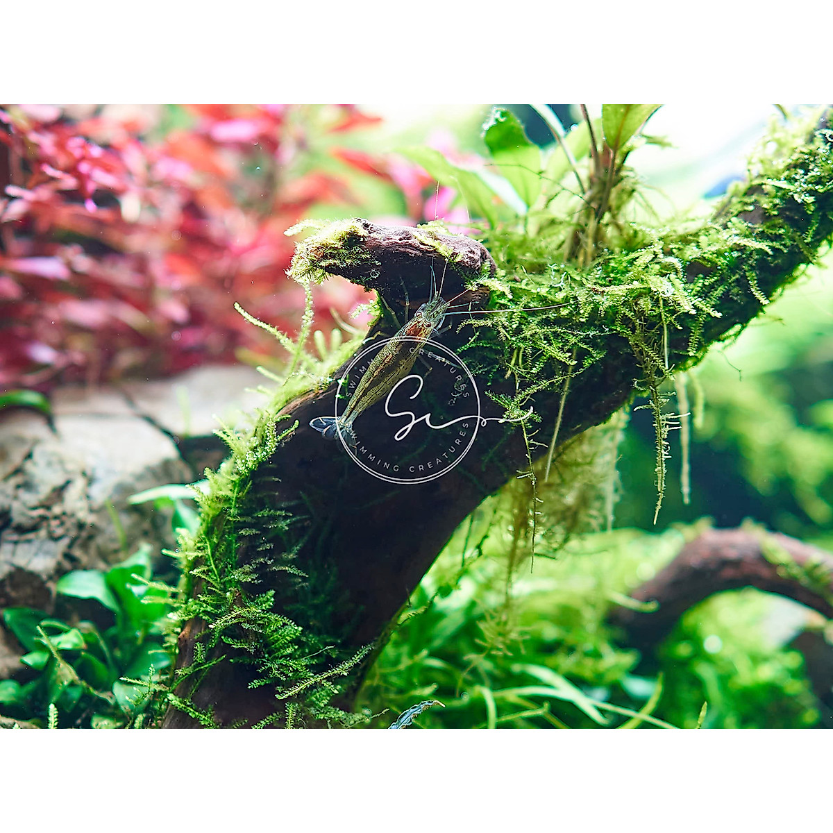 Swimming Creatures Java Moss (Large 25 Square Inch Portion) Freshwater Aquarium Plants Java Moss Live Plant for Aquarium. Guarantee.