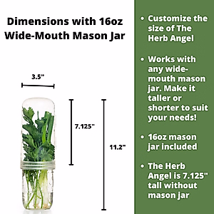 The Herb Angel Mason Jar Herb Lid - Fresh Herb Keeper - Herb Saver Pod for Cilantro, Parsley, Basil, Chives, Mint and More - Herb Storage Container for Refrigerator