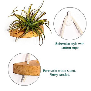 MITIME air plant holder, small air plant display stand. Wall mount to save space, wall decoration. (Plants not included) (Set of 6)