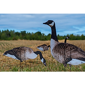 Real-Geese 1 Doz Vivid Series Silhouette Decoys