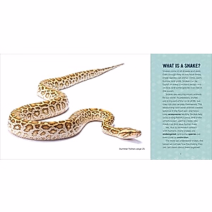 Snakes for Kids: A Junior Scientist's Guide to Venom, Scales, and Life in the Wild