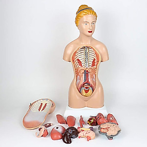 KINOFU Educational Model, Assembly Educational Model 45Cm Torso Model Human Torso Anatomical Model Decomposable Human Internal Organ Science Model for School,Education Teaching Aids