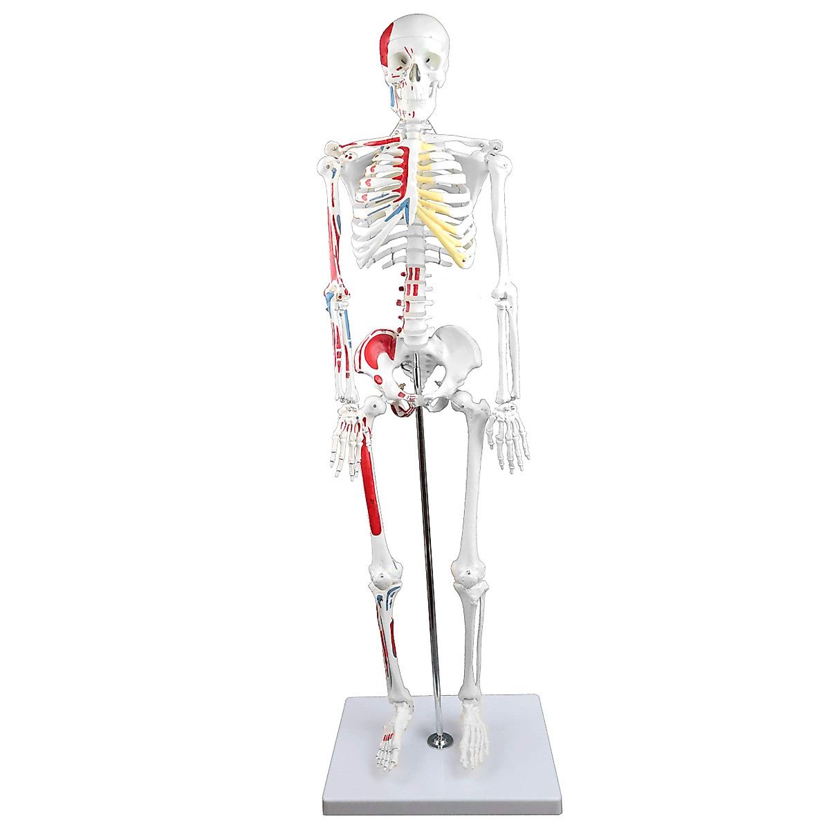 Parco Scientific PB00014 Human Skeleton with Muscles Colored and Labeled, Half Size 33" (84cm) | Wired for Natural Movement | Labelled Diagram Included