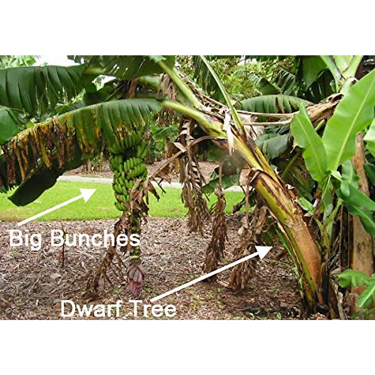 Grand Nain Chiquita Banana Tree - Live Dwarf Banana Plant