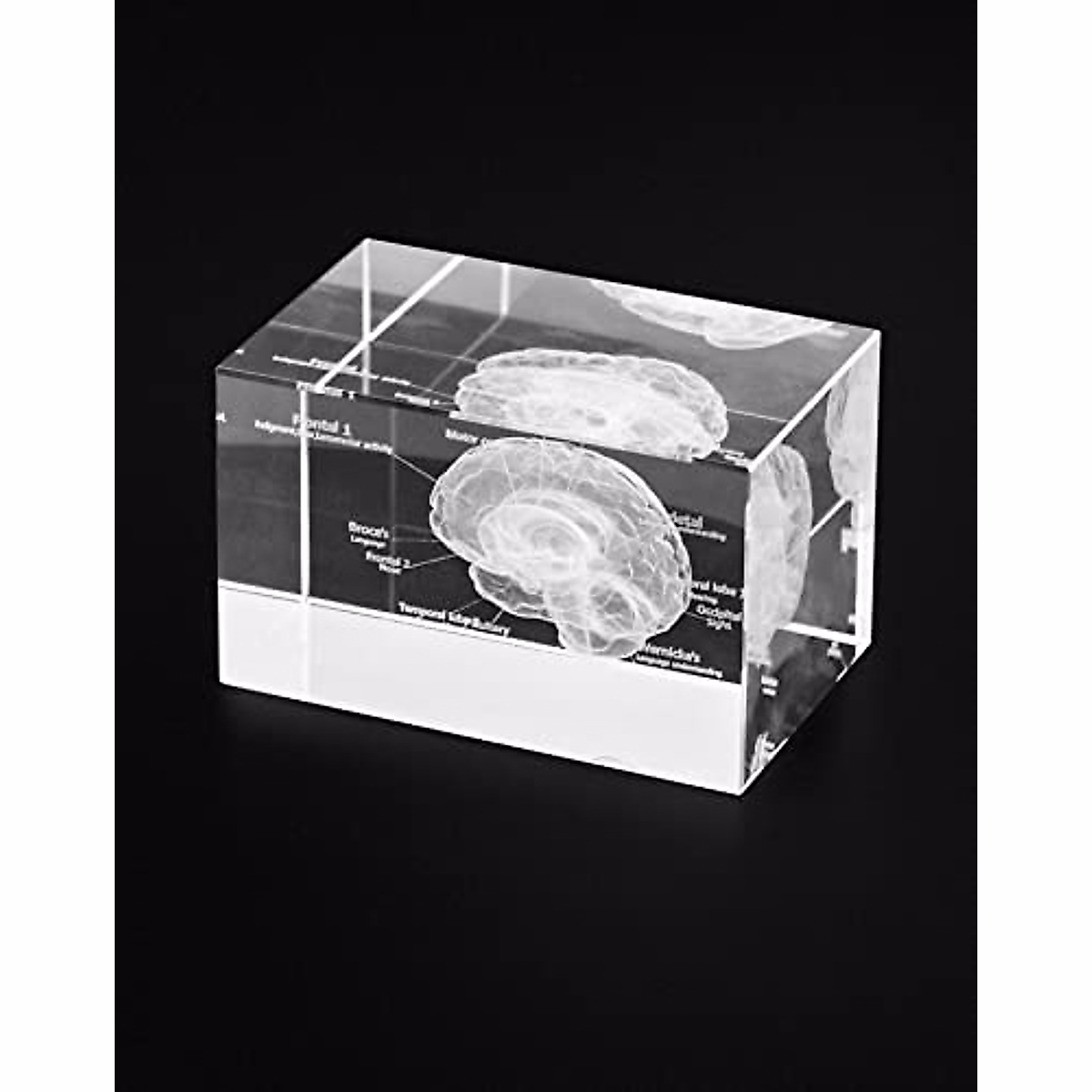 QWORK 3D Human Brain Anatomical Model, Laser Etching Crystal Glass Cube Science Gift Paperweight (LED Base not Included), 3.1(L) x2(W) x2(H) inches