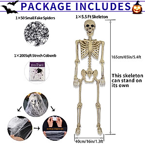HBSTK 5.5Ft/65 Inches /165cm Pose-N-Stay Halloween Skeleton Life Size Full Body Posable Movable Jonints with 200sqft Strech Cobweb and 50 Small Fake Spiders for Halloween Decoration Decor