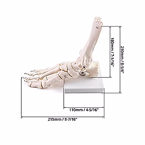 QWORK Human Foot Skeleton Model, Life Size Medical Anatomy Foot and Ankle Model, Right, Fully Articulated, for Medical Study & Science Classroom