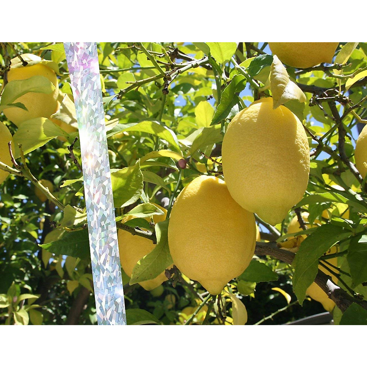 XoreArt Reflective Scare Tape, Double Sided Tape to Keep Away Birds, Pigeons, Crows, Woodpecker, and More (1” by 298 ft)